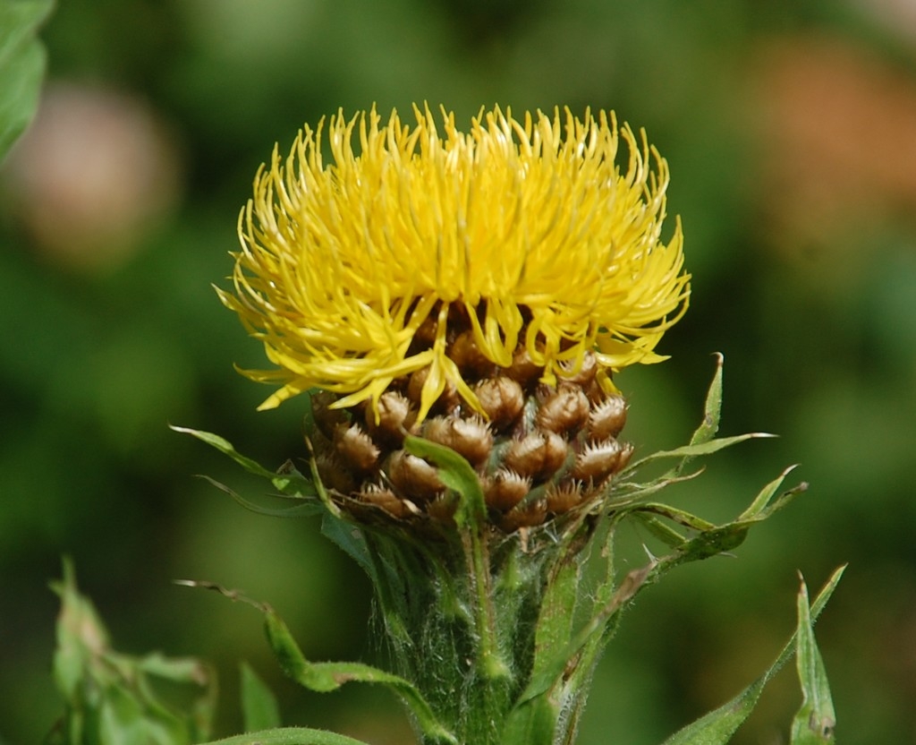 Chaber wielkogłówkowy / Centaurea macrocephala L. | Rejonowe Koło ...