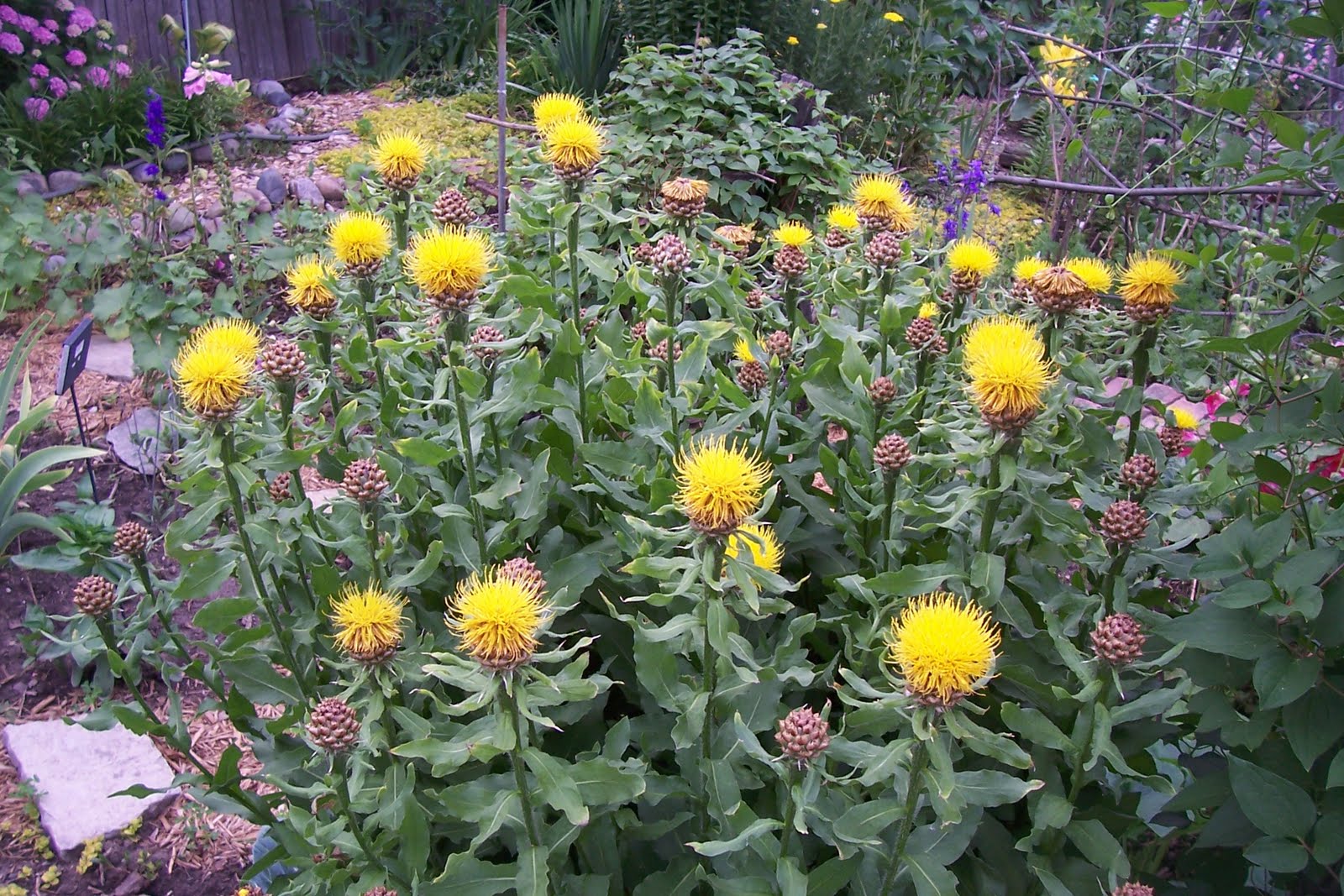 Chaber wielkogłówkowy / Centaurea macrocephala L. | Rejonowe Koło ...