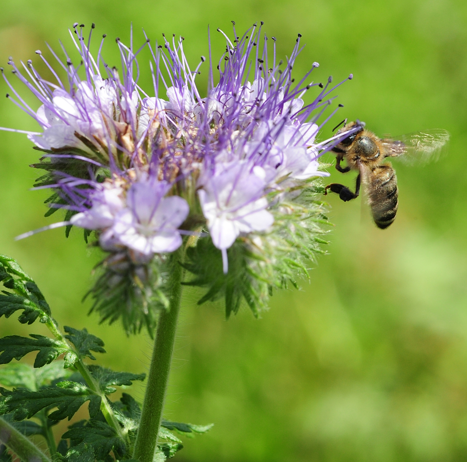 Facelia błękitna / Phacelia tanacaetifolia Benth. | Rejonowe Koło ...