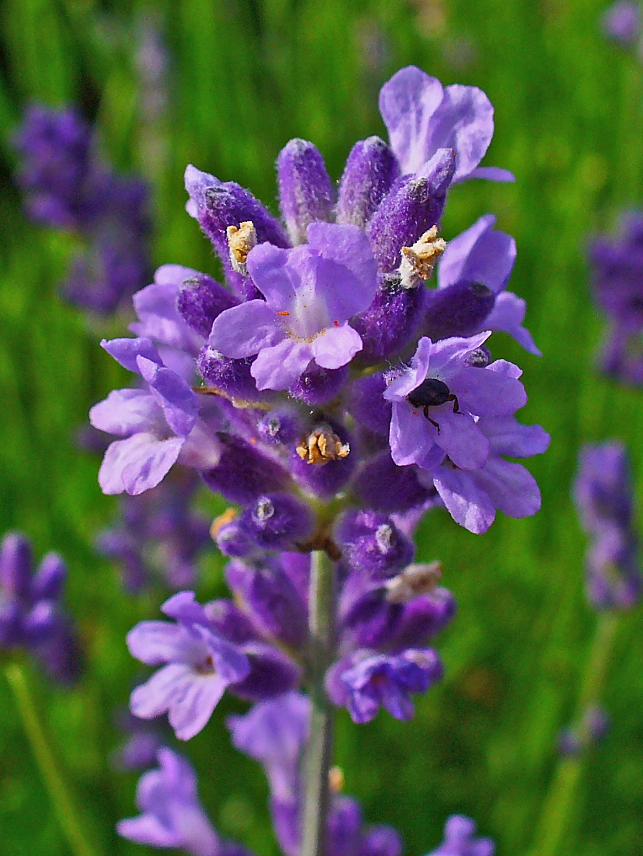 Lawenda wąskolistna / Lavendula angustifolia Mill. | Rejonowe Koło ...