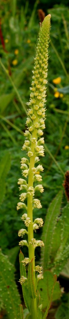 Rezeda żółtawa / Reseda luteola L. | Rejonowe Koło Pszczelarzy nr 2 w Łodzi